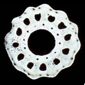 FTL Design Engineering Studio | Tensile Architecture, Lightweight Structures